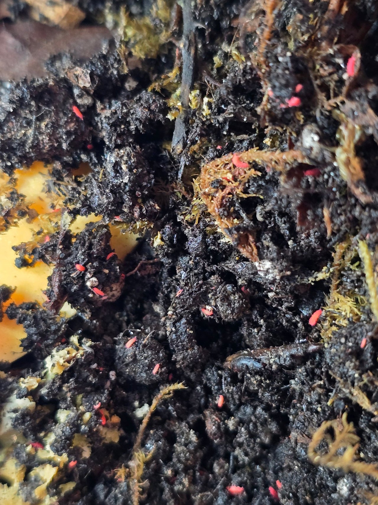 Postpods Blog | Keeping Thai Red Springtails