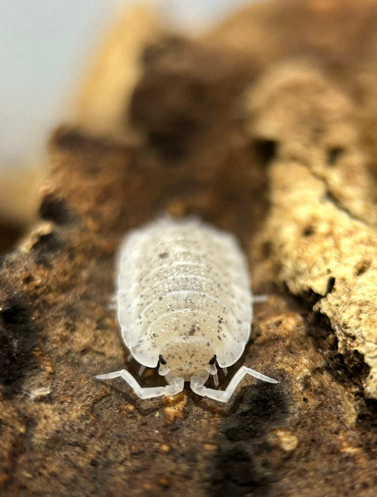 Postpods Blog | Arcadia Reptile Earth Mix Substrate For Isopods ...