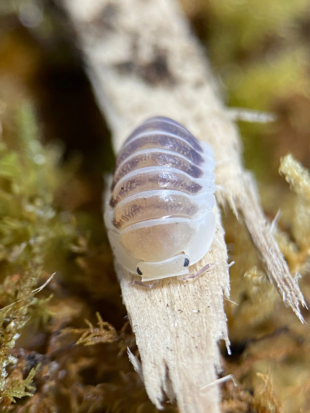 Postpods Blog | Can Different Species of Isopods Live Together: A Guide ...