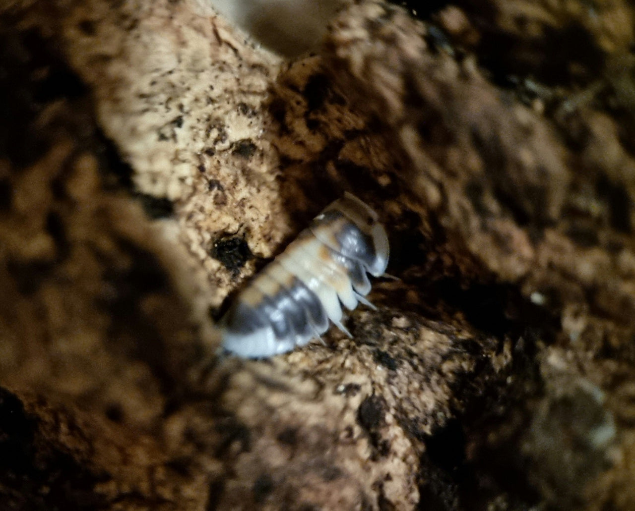 Care Guide for cubaris isopods