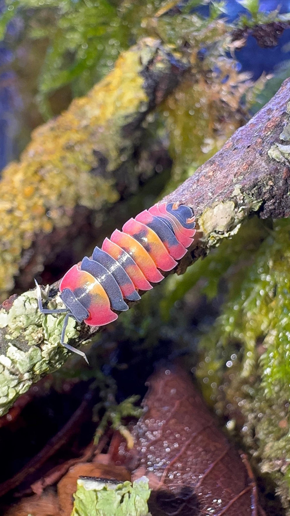 Exotic Meruellana Isopods for Sale - Top Picks & Care Tips