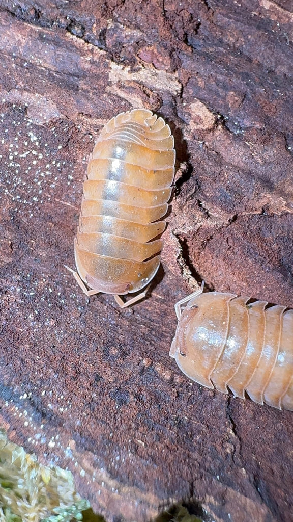 Postpods Blog | How Do Isopods Play A Crucial Role In Soil Health?