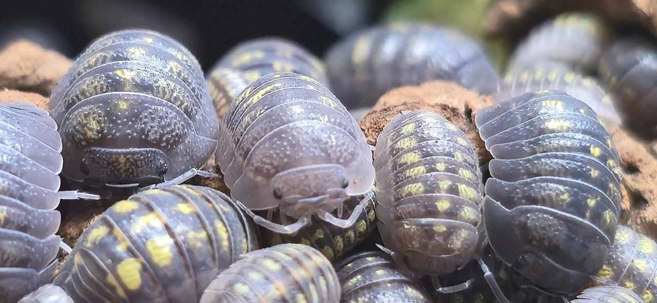 Postpods Blog | How to Choose the Right Isopod Species
