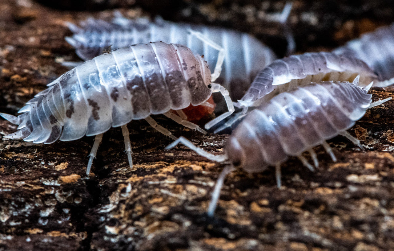 Postpods Blog | Isopod Disease: A Guide to Isopod Health & Diseases