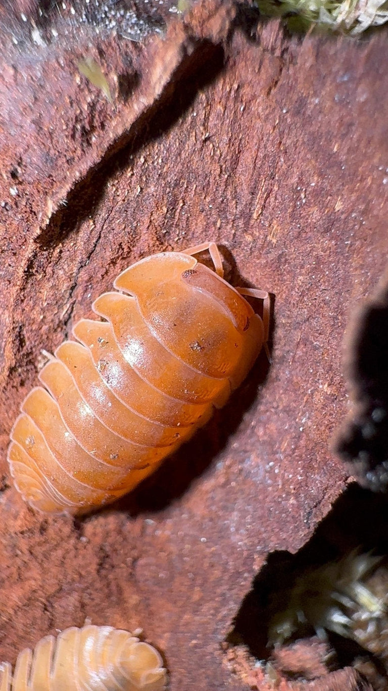 Postpods Blog | Isopod Enclosure Setup: Buying Isopods and Substrate Mix
