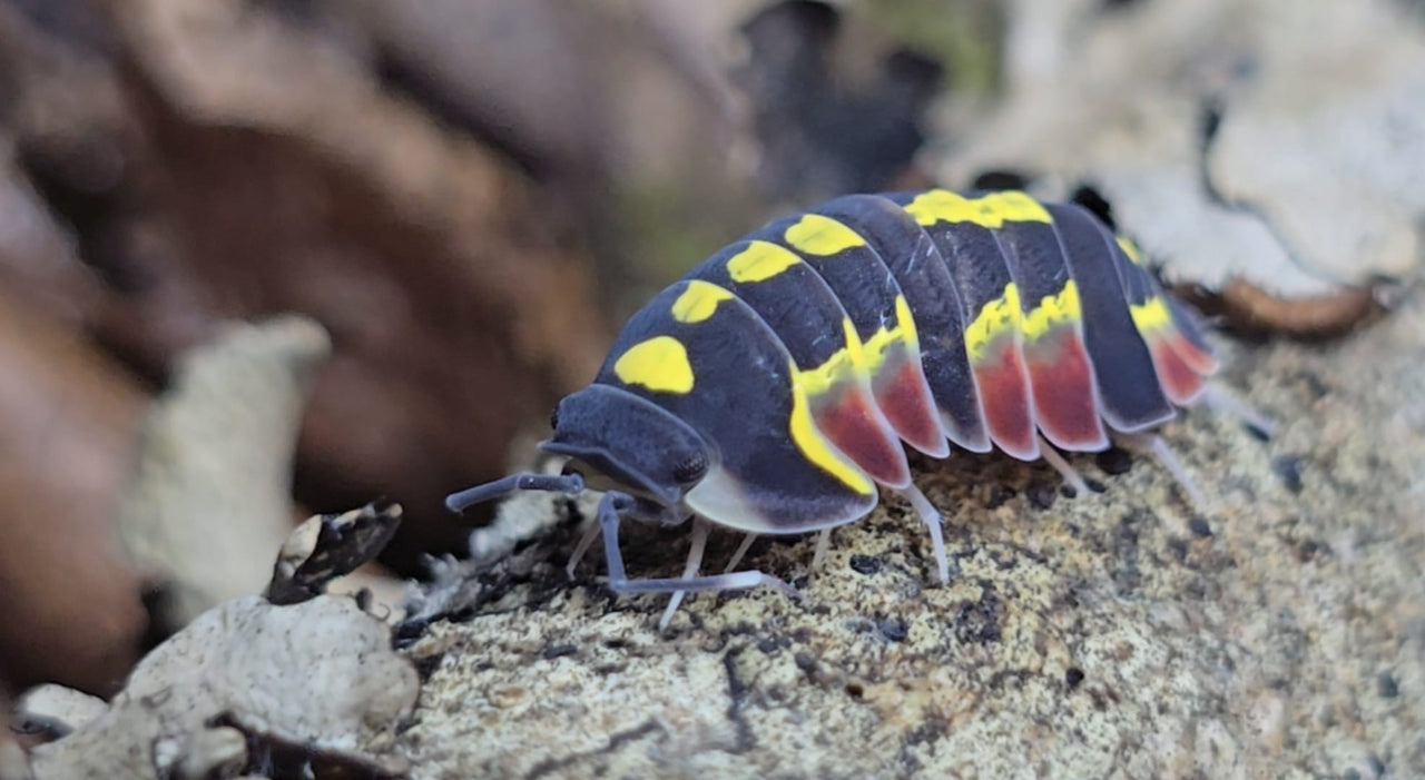 Postpods Blog | Isopod Genetics - Colours And Morphs