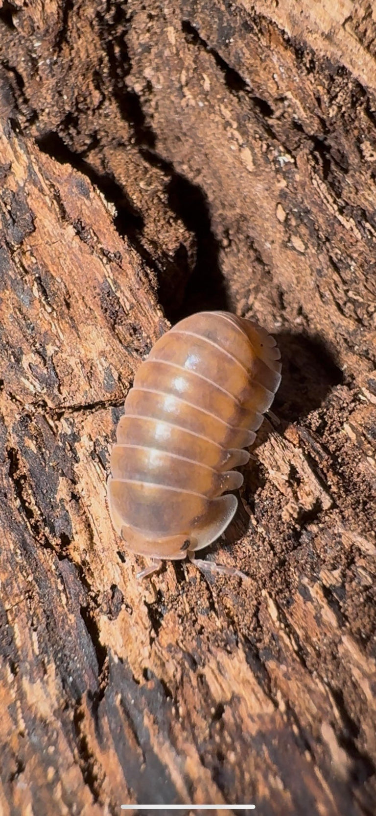 Postpods Blog | Red Pak Chong Isopods