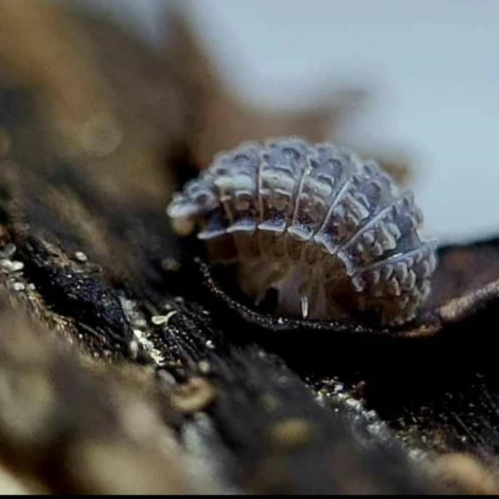 Postpods | Ankylosaur Isopods (Reductoniscus tuberculatus) | Captive ...