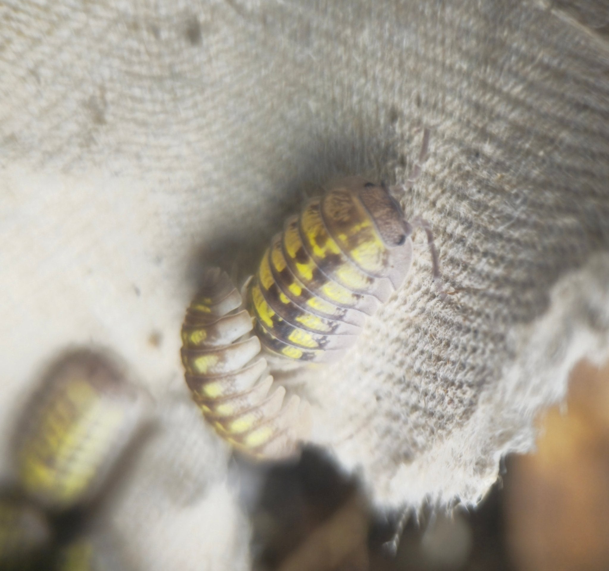 Armadillidium Granulatum High Yellow Isopods