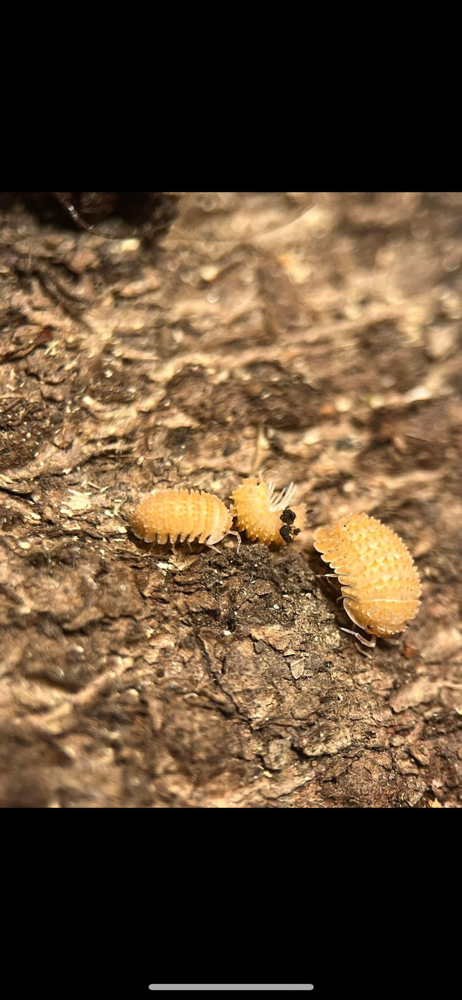 Crystal Pineapple Isopods For Sale