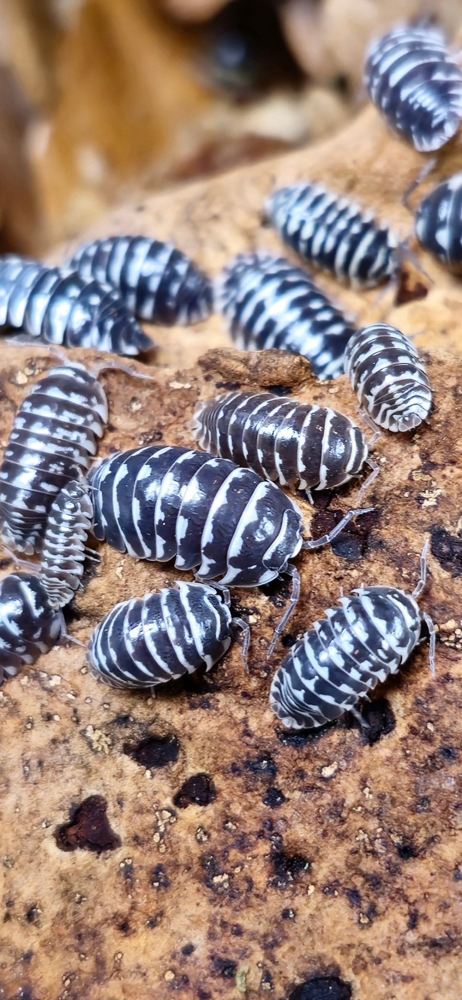 Postpods | Isopods For Sale | Shop at Postpods