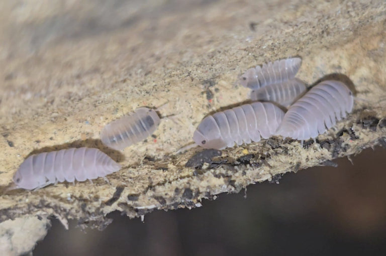 Postpods Blog | Isopod Guide: Everything You Need to Know