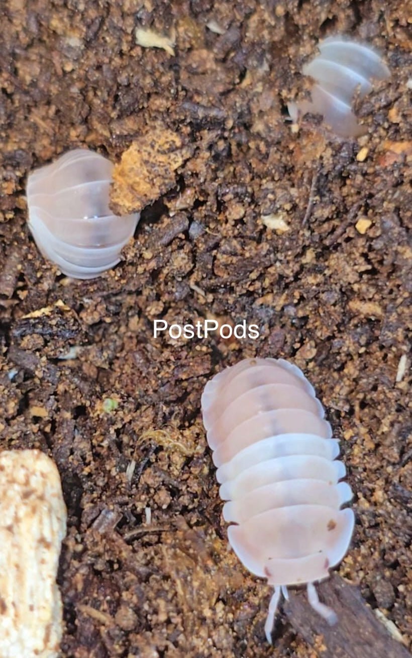 Pink Panda King Isopods For Sale
