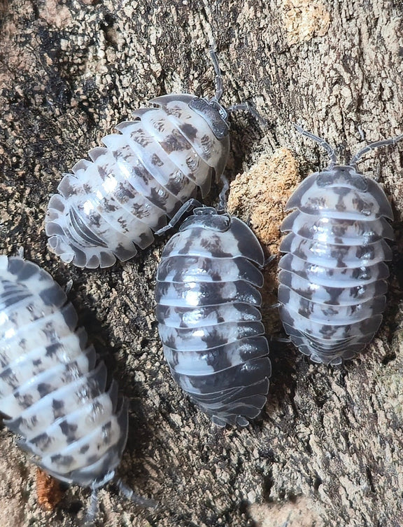 Postpods Blog | Isopod Genetics - Colours And Morphs