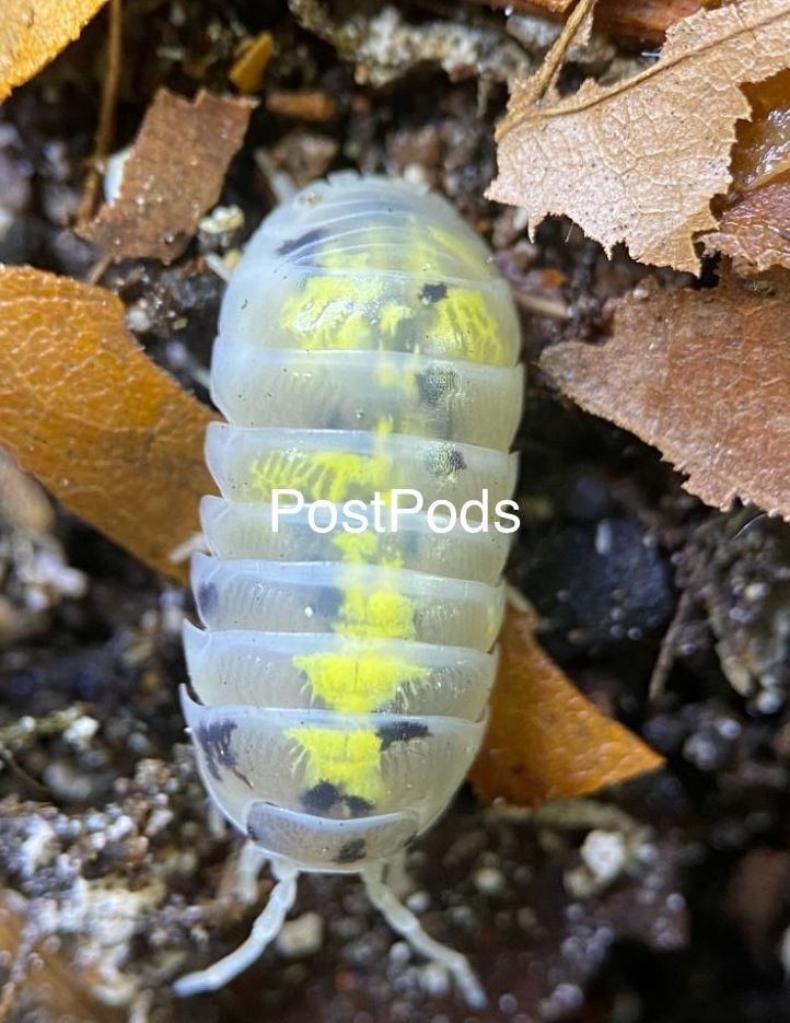 Postpods | Isopods for Sale UK — Captive-Bred Species for Every Keeper ...