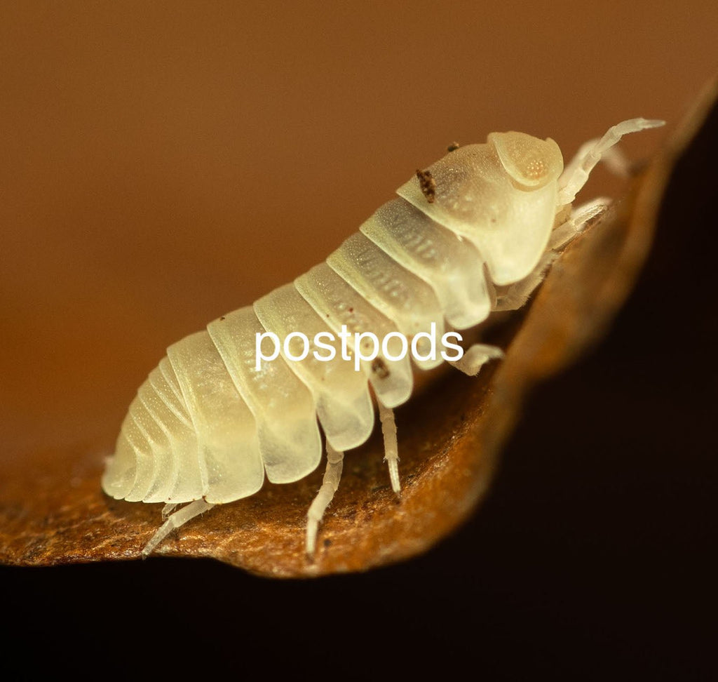 A Beginner's Guide to Isopod Keeping