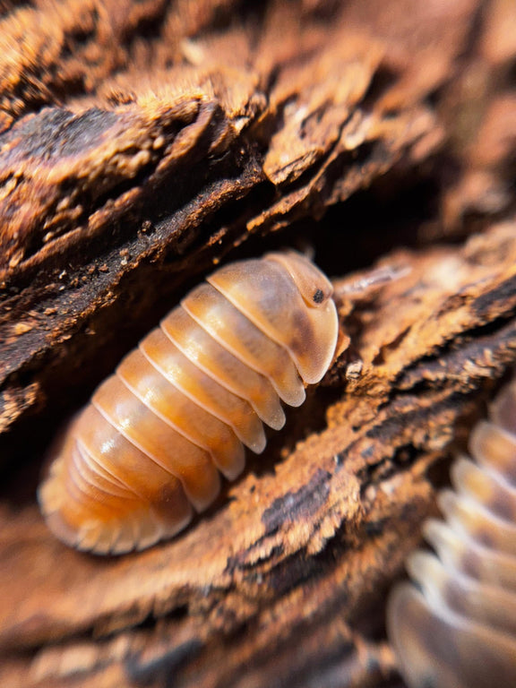 Postpods Blog | Isopod Genetics - Colours And Morphs