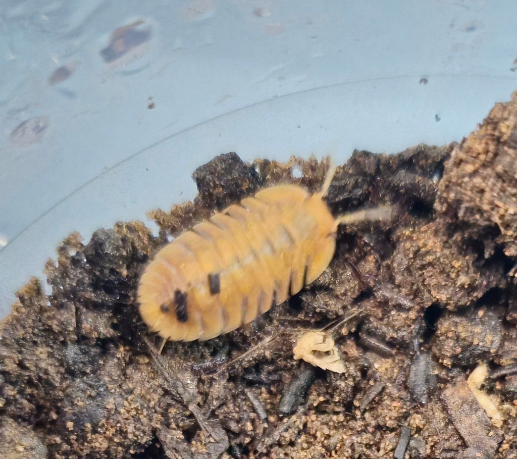 Isopods For Sale UK | PostPods | Captive Bred Isopods