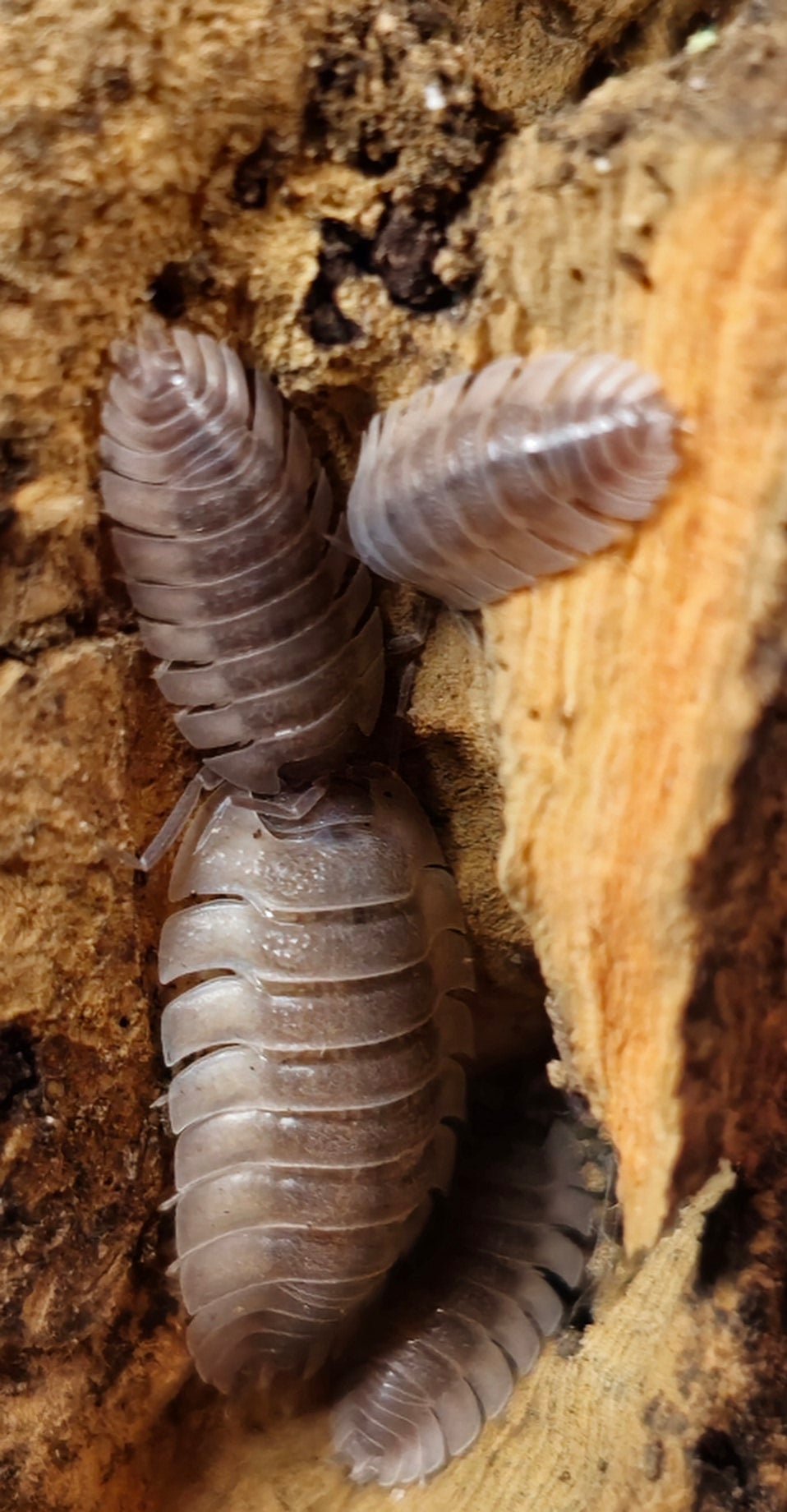 Isopods: The evolution from water to land