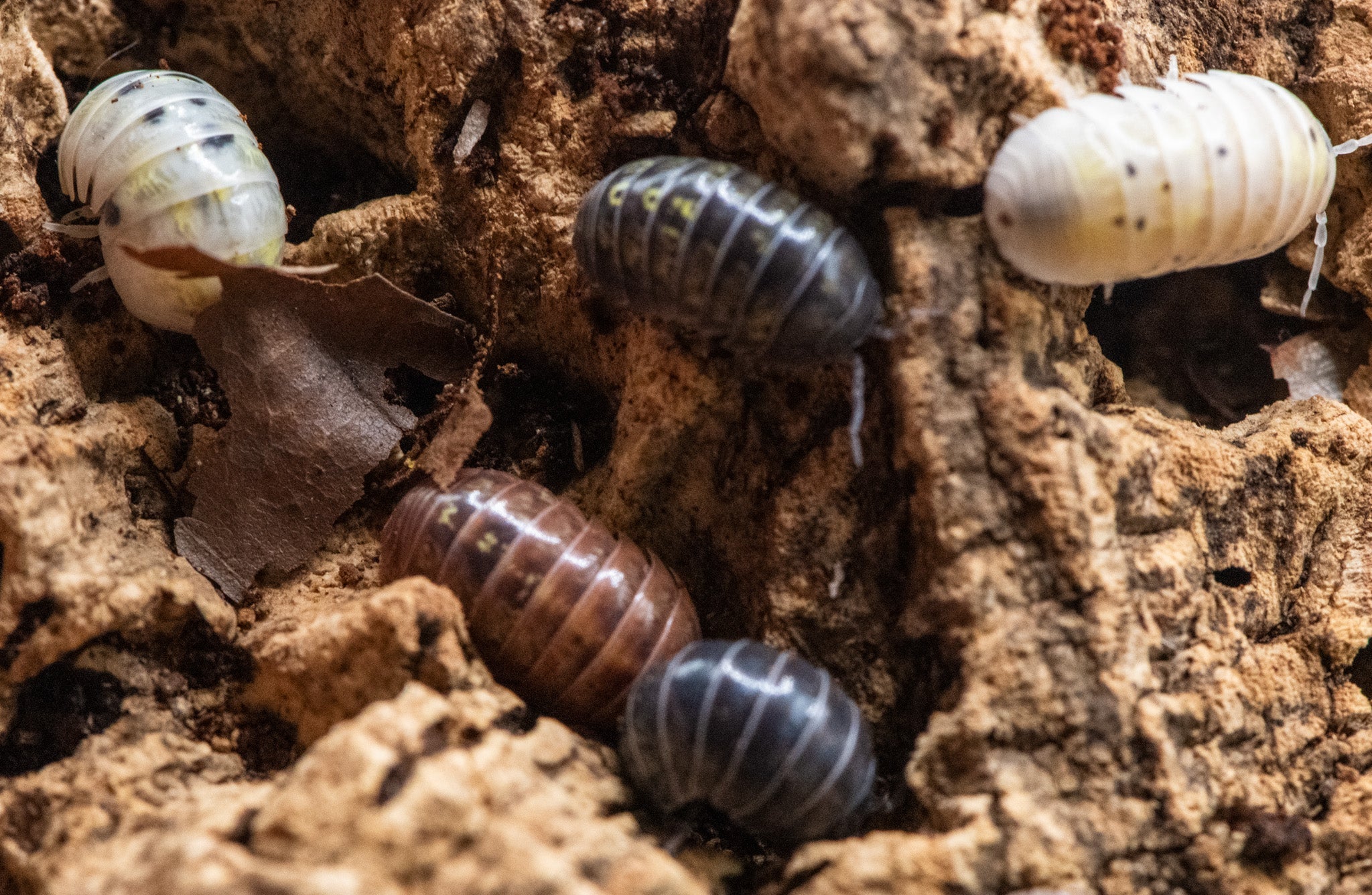 Postpods | Vulgare Gem Mix Isopods (Armadillidium) | Captive Bred Isopods