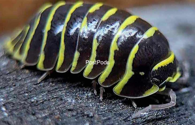 Postpods | Yellow Zebra Isopods (Armadillidium Maculatum) | Captive ...