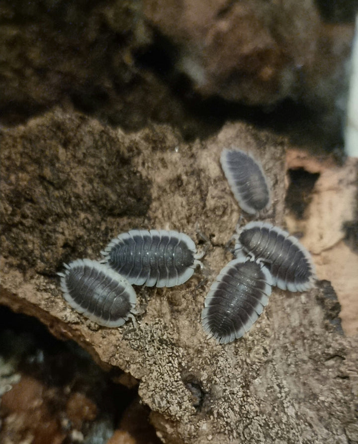 Isopods For Sale UK I PostPods