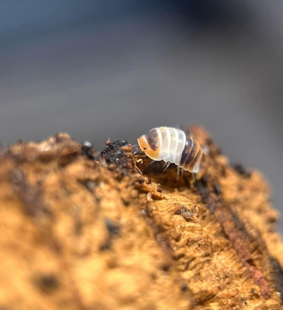 A Beginner's Guide to Isopod Keeping