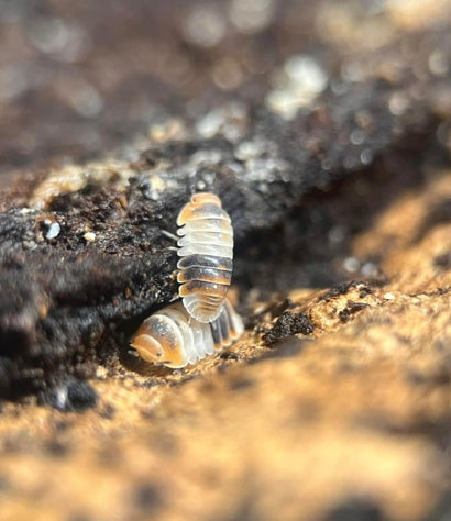 Beginners Guide to Isopods as Pets